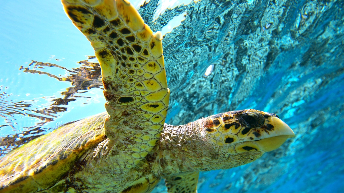 Best things to do in Fiji | Jetstar