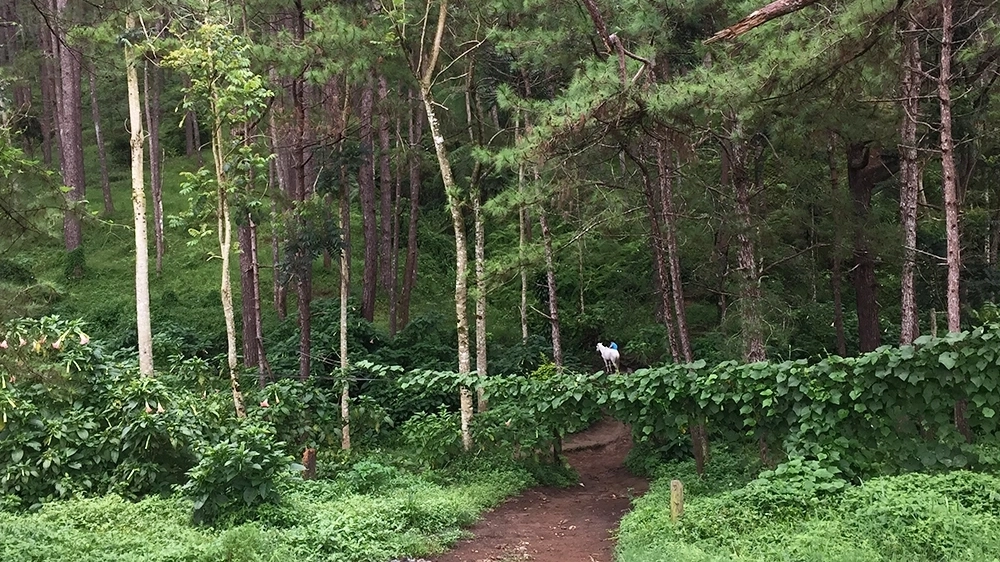 Best nature walks for daytrips out of Manila | Jetstar